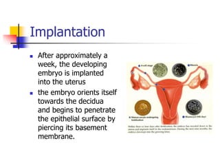 normal pregnancy .ppt