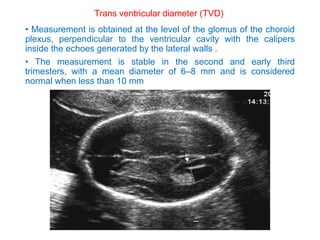 Normal Pregnancy Ultrasound- signs of yearly pregnancy , 2 and 3 ...