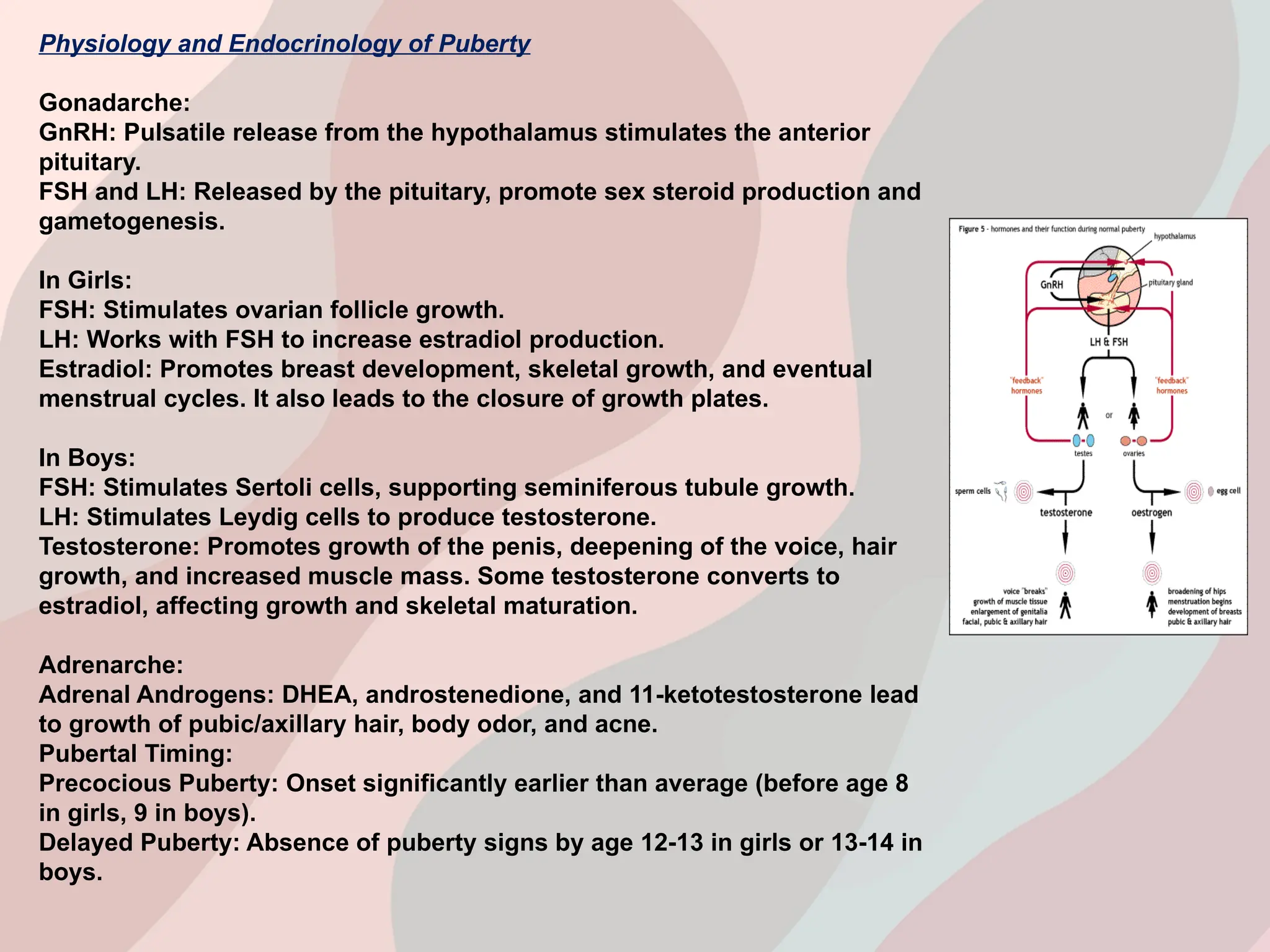 “Understanding Normal Puberty: A Comprehensive Exploration of the ...