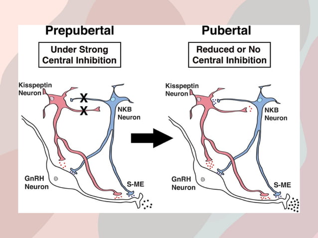 “Understanding Normal Puberty: A Comprehensive Exploration of the ...