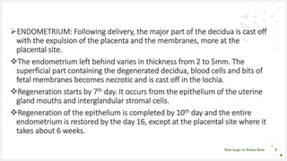 Normal puerperium | PDF