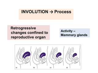 Normal puerperium for Undergraduate | PPT