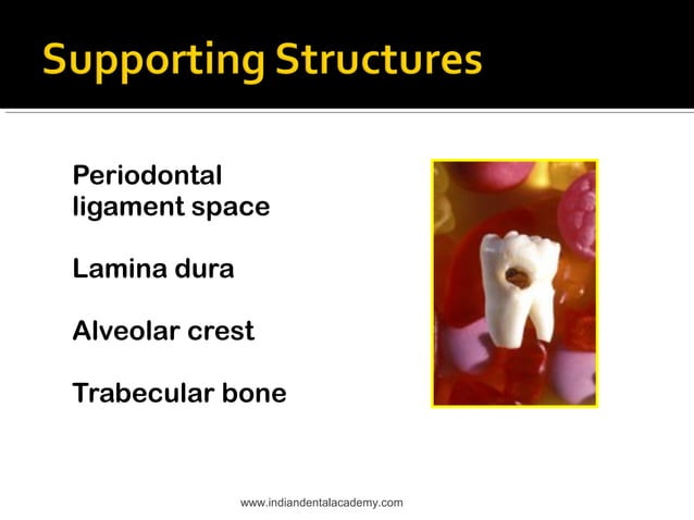 Normal radiographic anatomical landmarks / dental courses | PPT ...