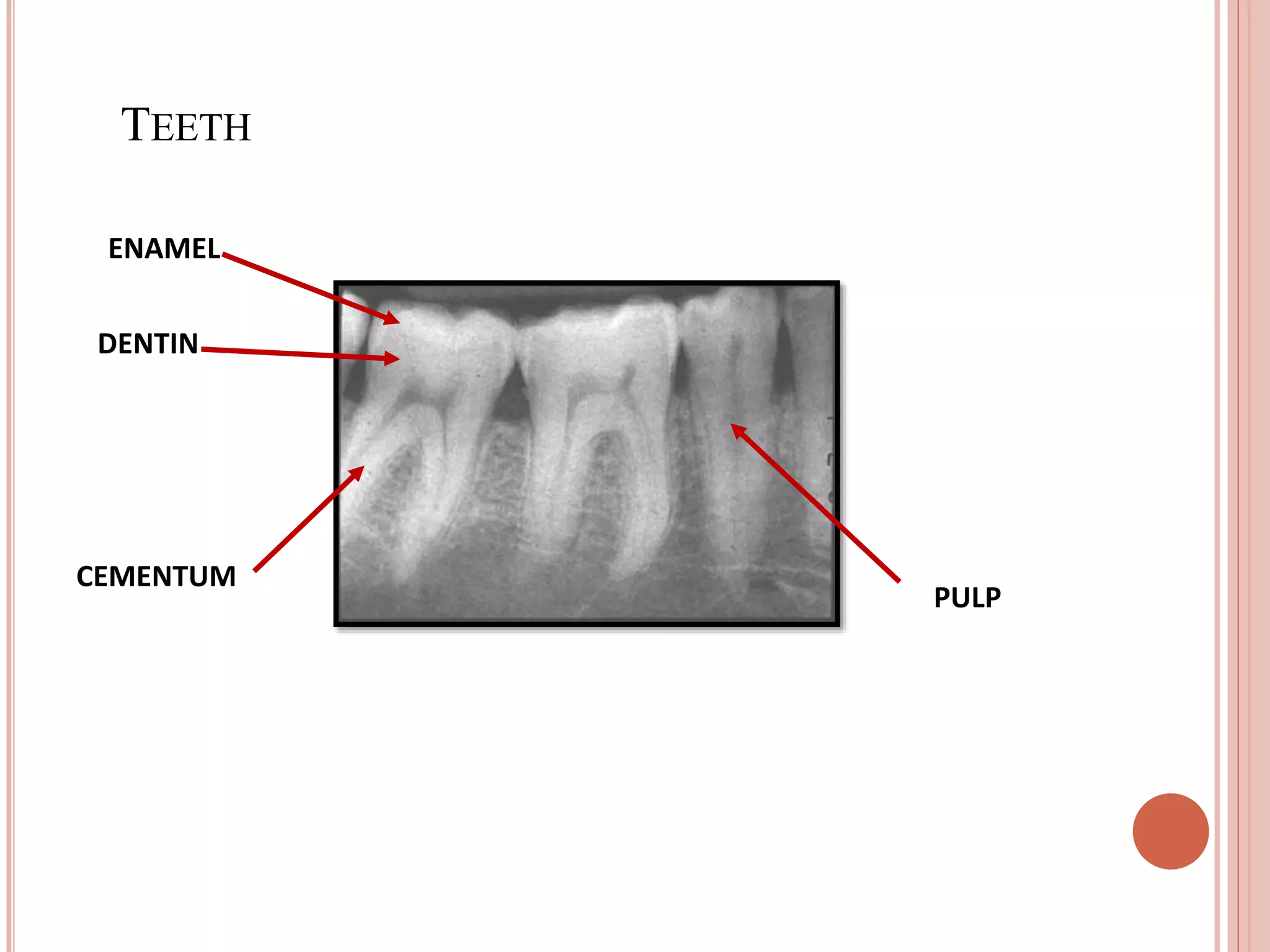Normal radiographic anatomy | PPTX
