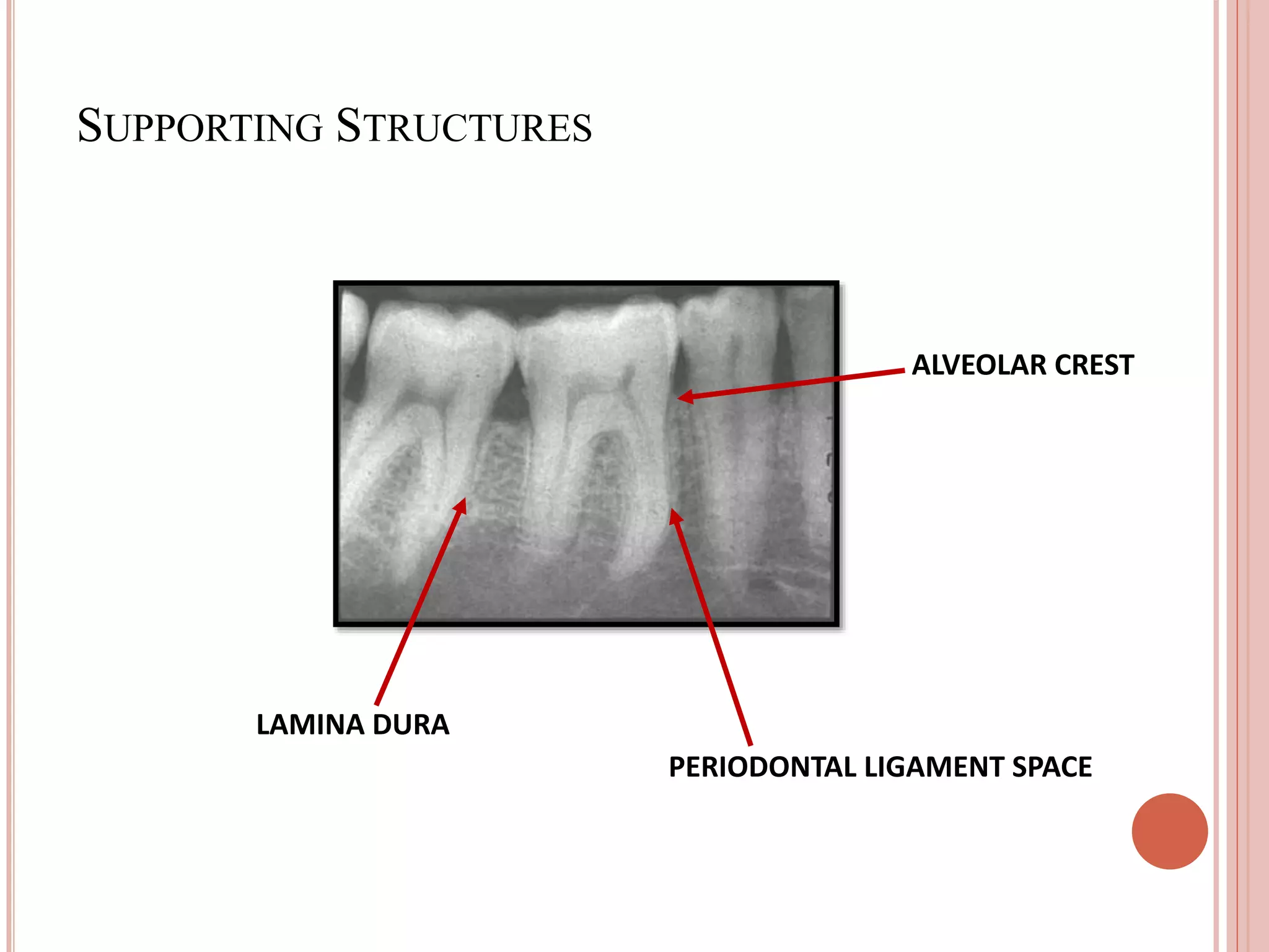 Normal radiographic anatomy | PPTX