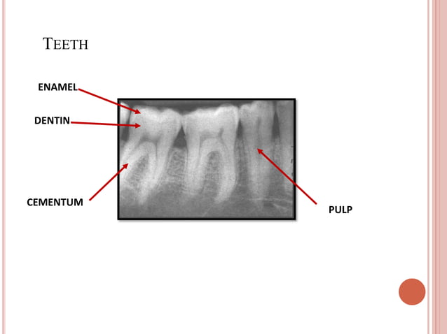 Normal radiographic anatomy | PPT
