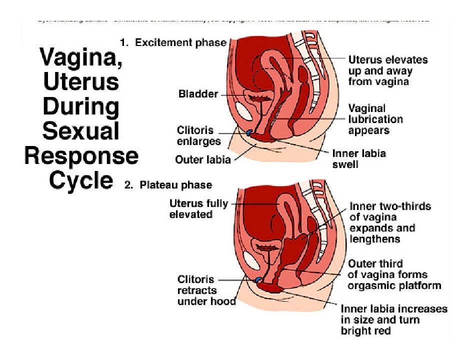Normal Sexuality
