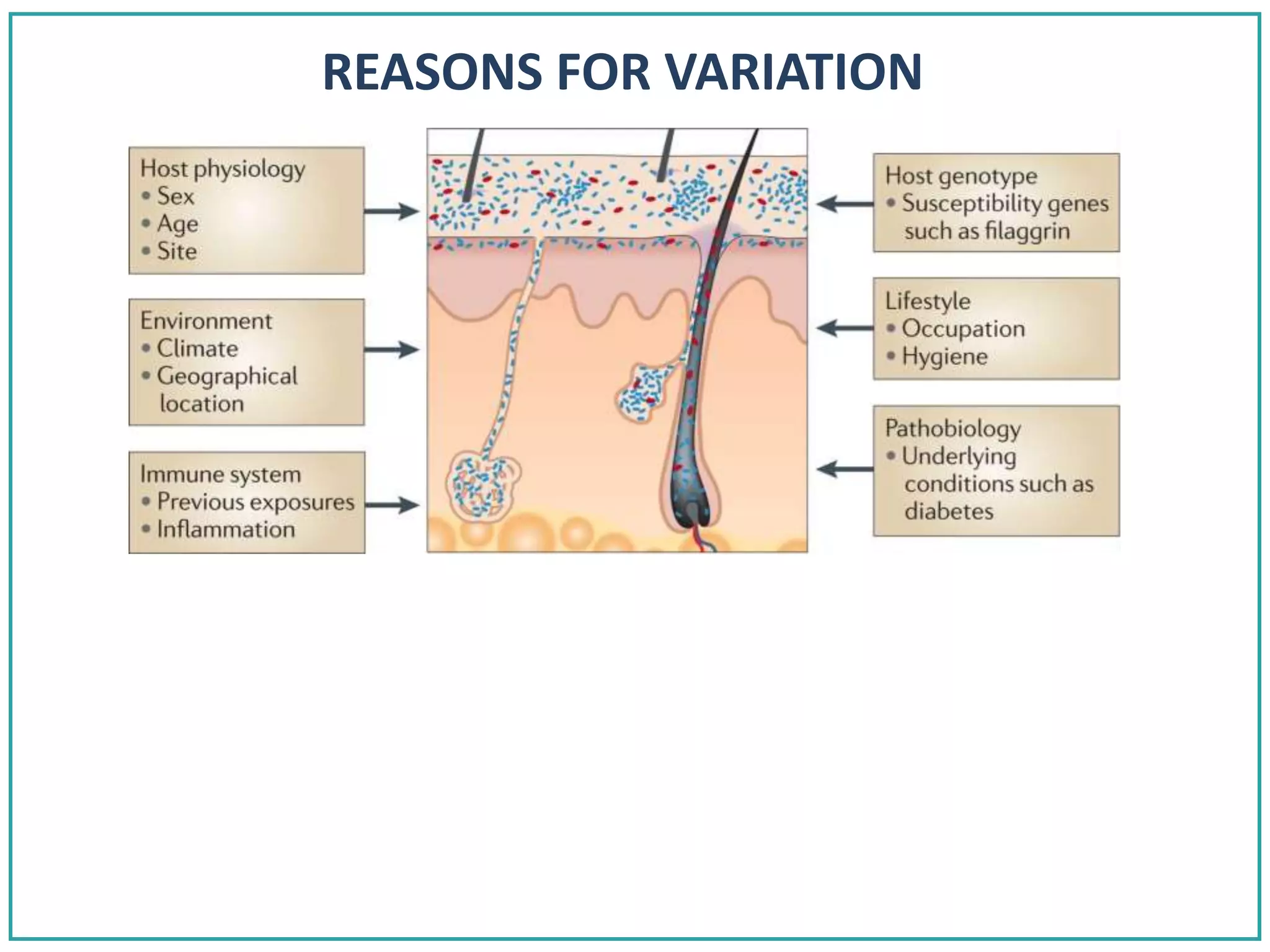 Normal Skin Flora | PPTX
