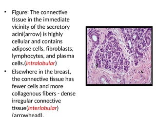 NORMAL STRUCTURE OF BREAST AND BENIGN LESIONS OF (2).pptx