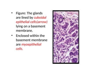 NORMAL STRUCTURE OF BREAST AND BENIGN LESIONS OF (2).pptx