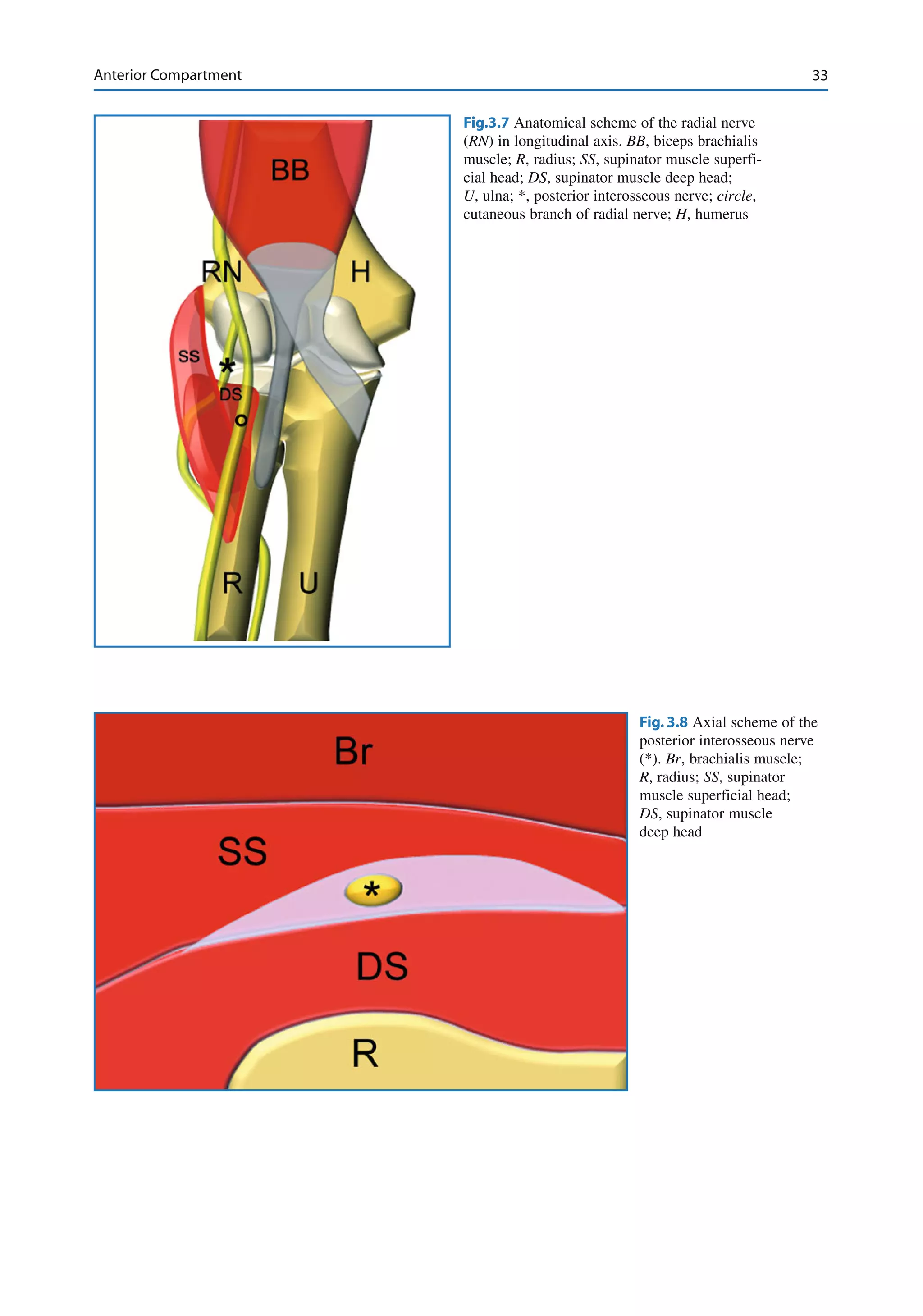 Normal ultrasound anatomy of the musculoskeletal system 2012 | PDF