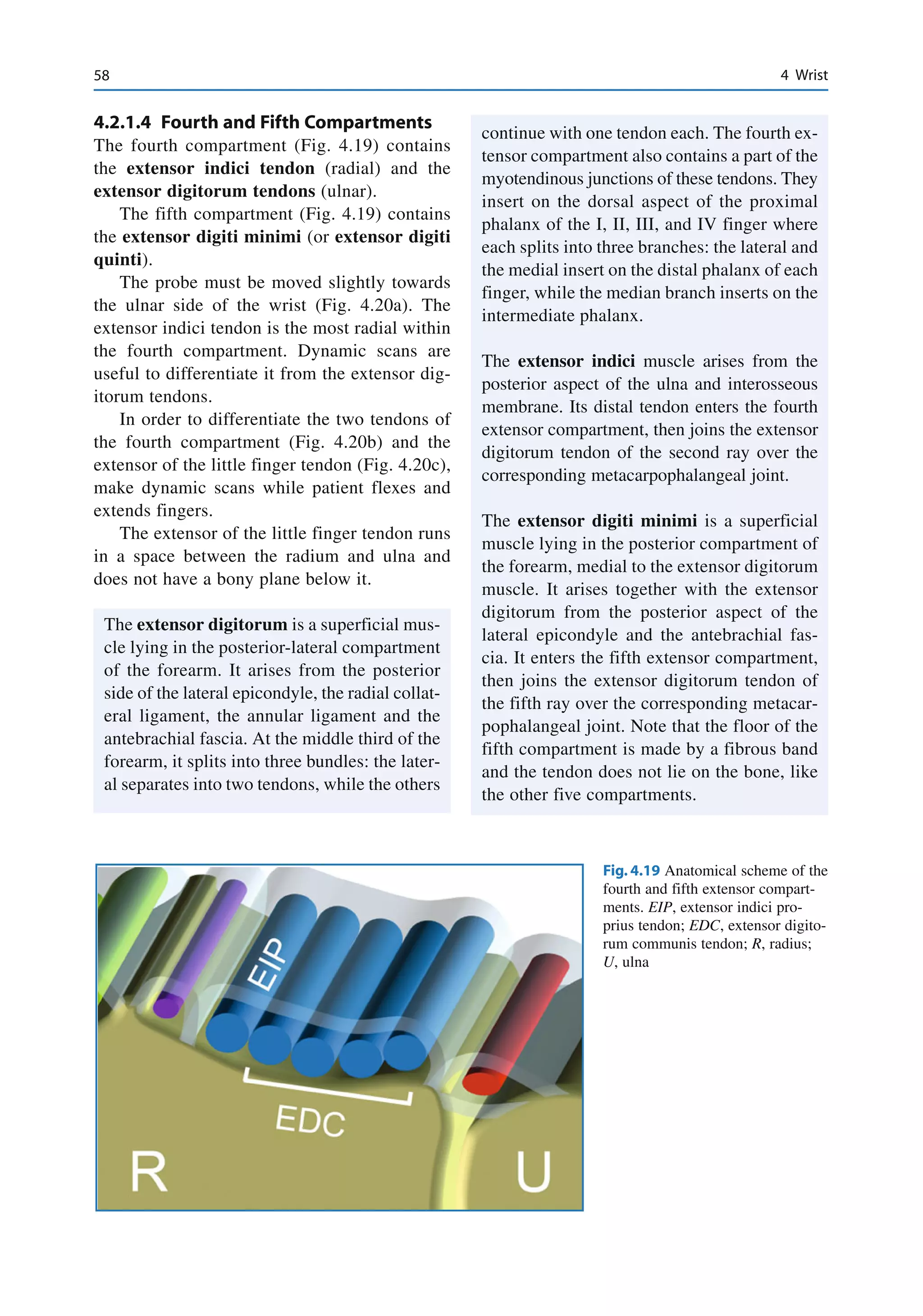 Normal ultrasound anatomy of the musculoskeletal system 2012 | PDF