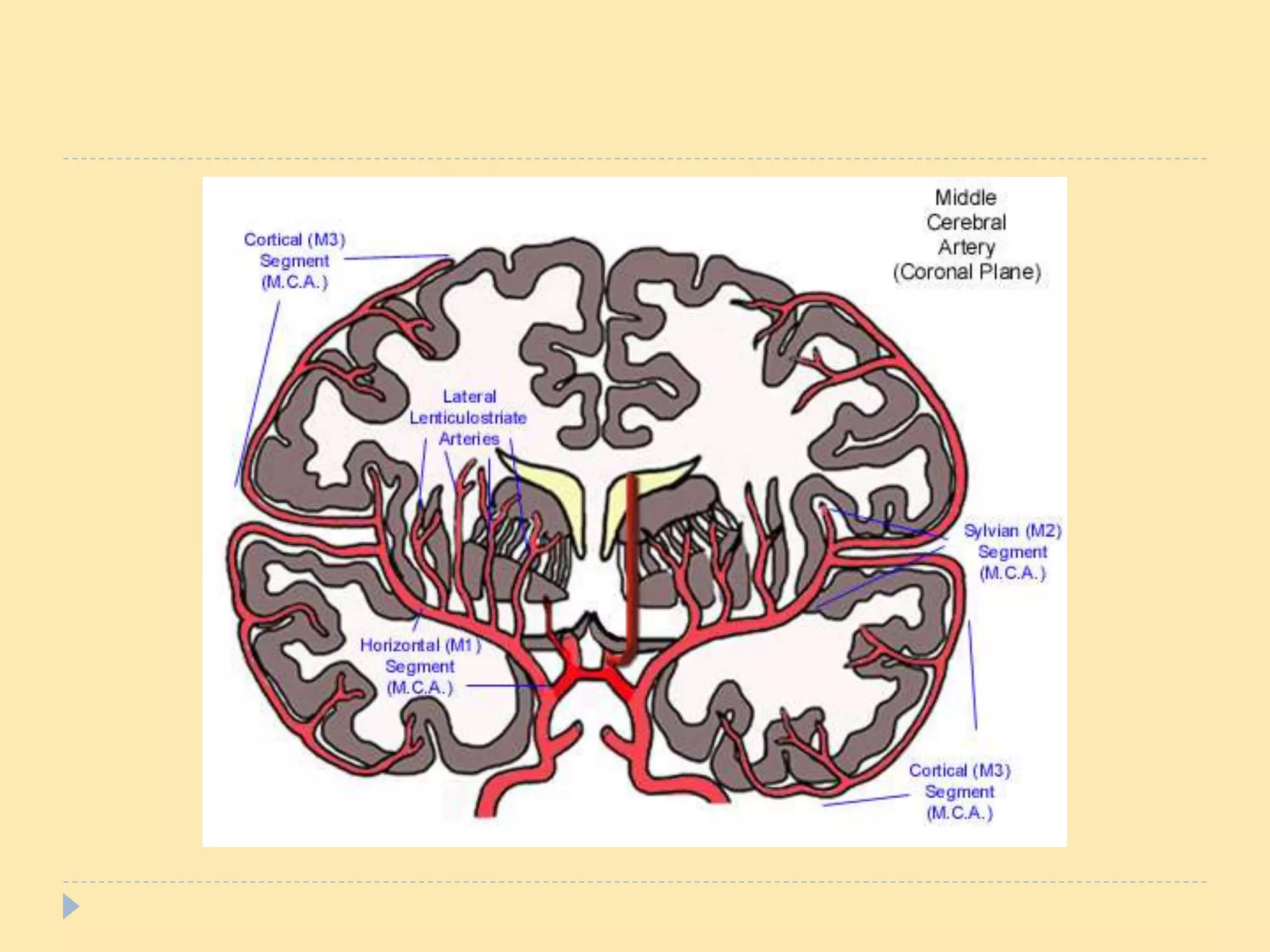 Normal blood supply of brain | PPTX