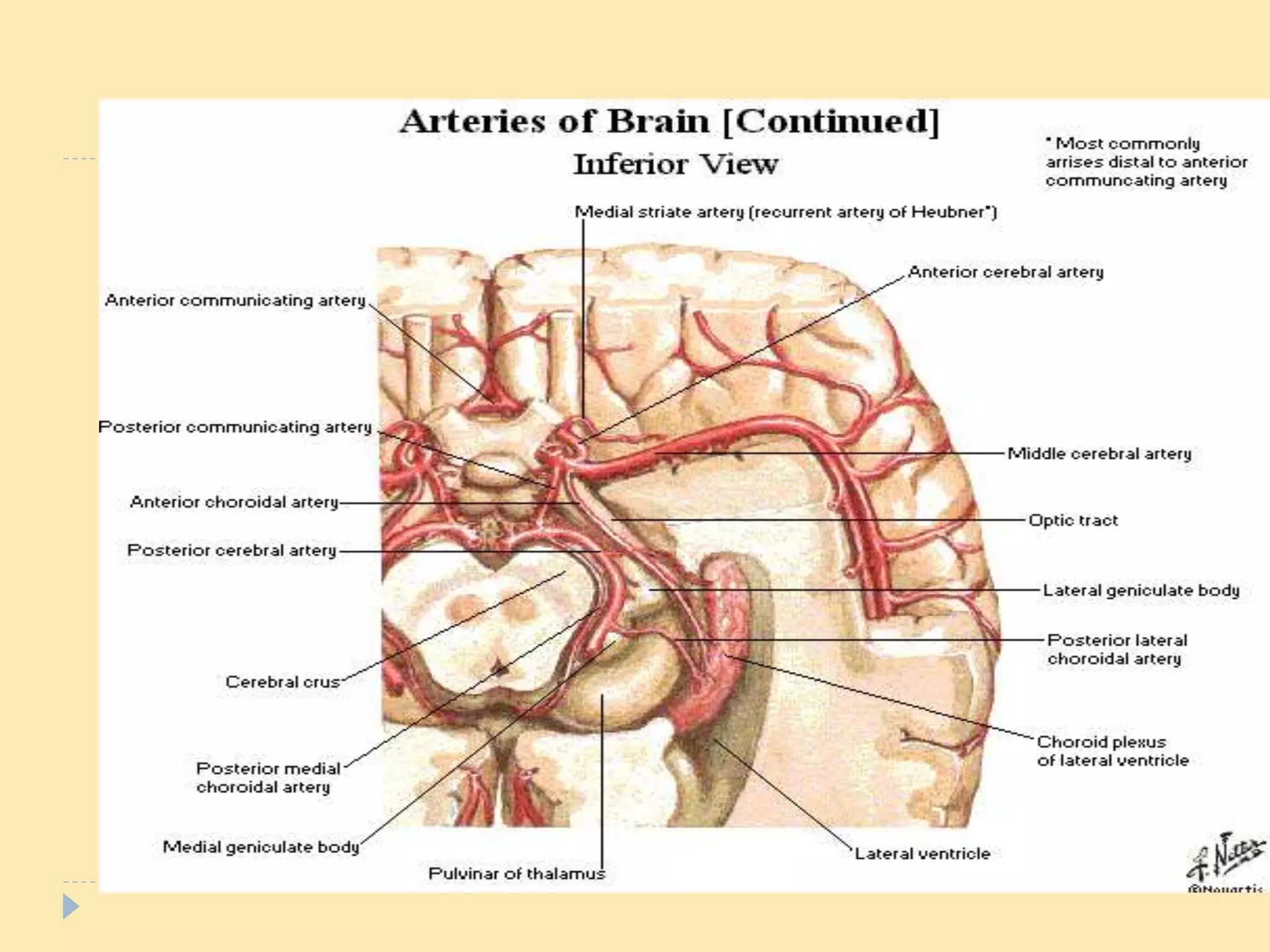 Normal blood supply of brain | PPTX
