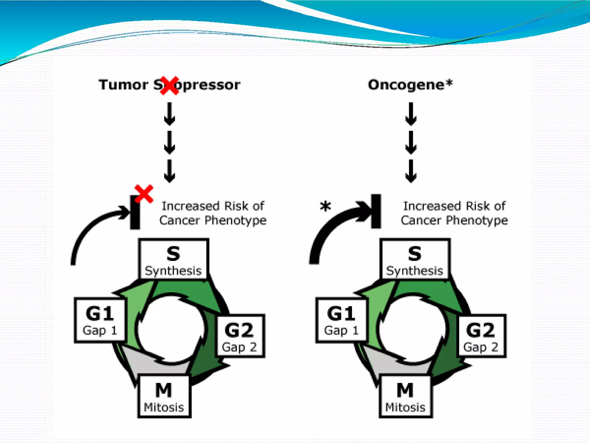 Normal vs cancer -Pooja Murkar | PPT