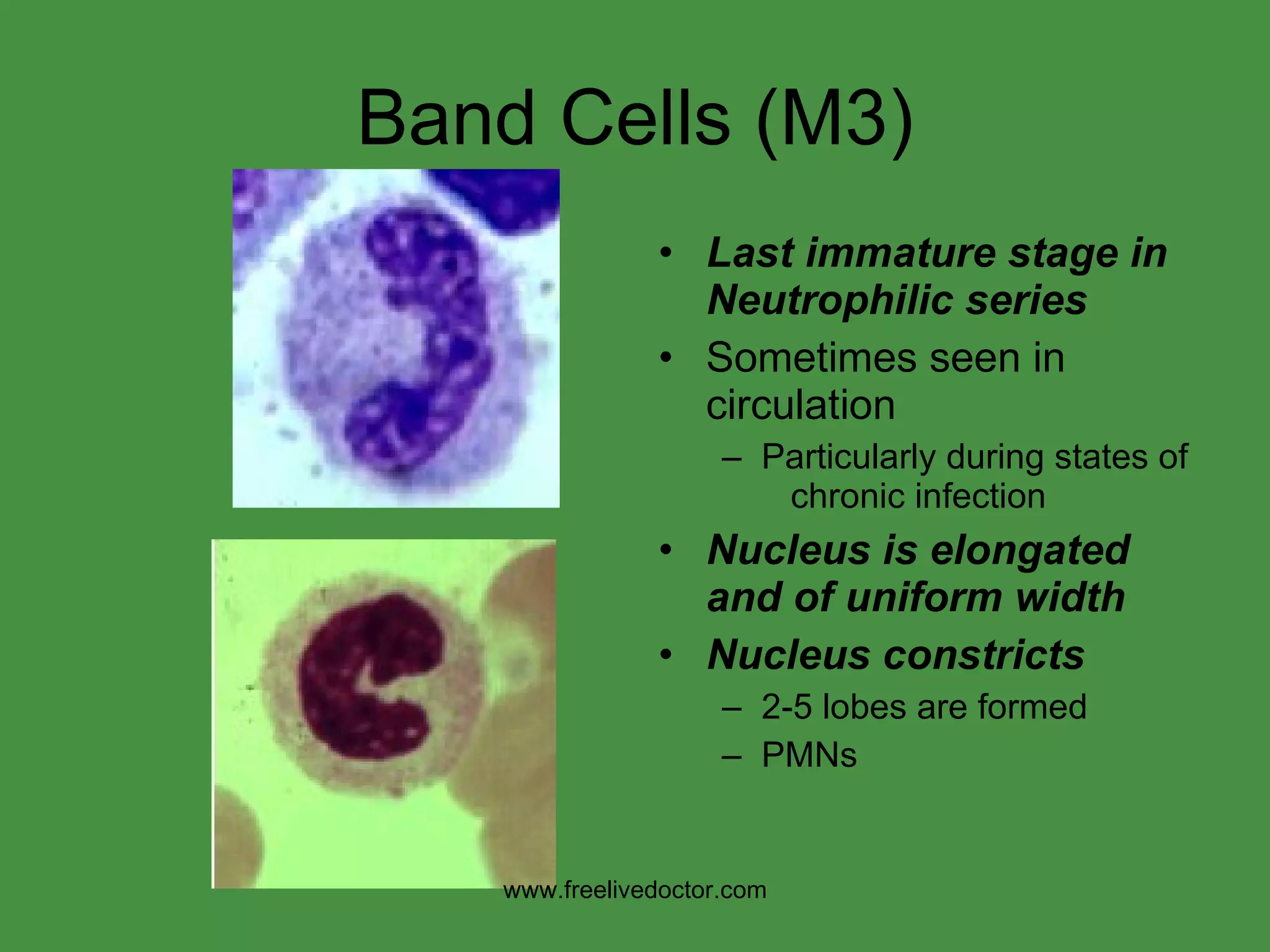 Normal wbc | PPT