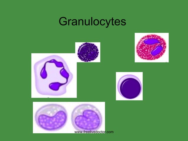 Normal wbc | PPT | Blood Disorders | Diseases and Conditions