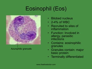 Normal wbc | PPT
