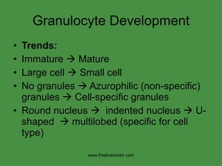 Normal wbc | PPT