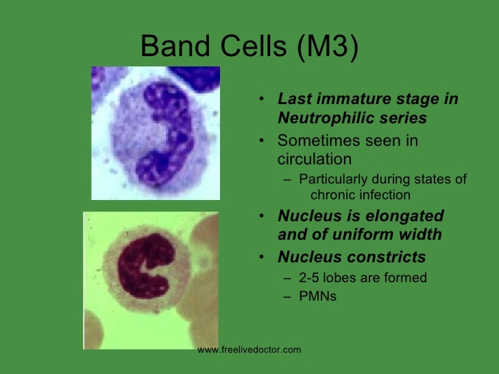 Normal Wbc normal-wbc