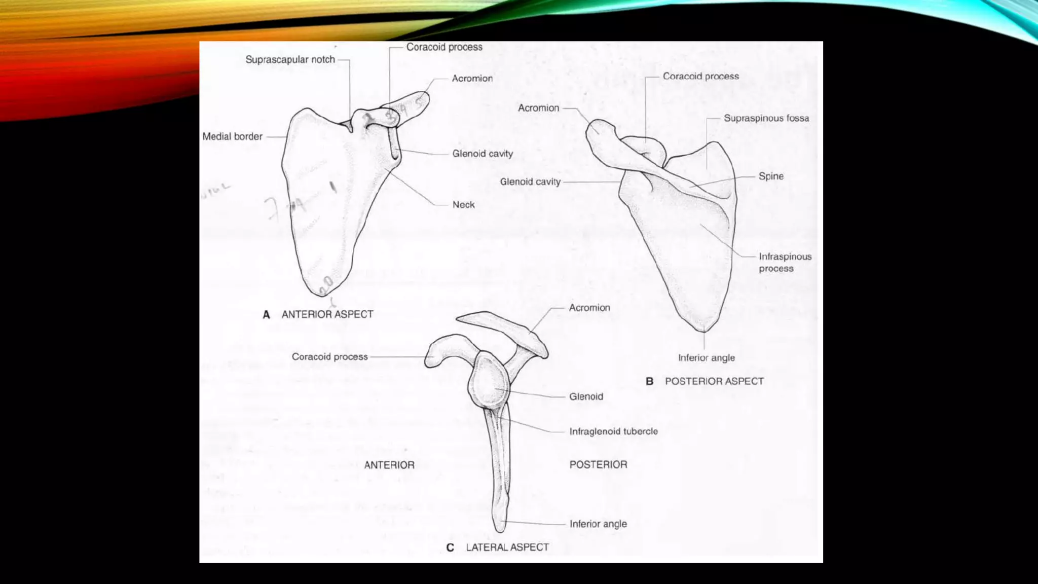 Normal X ray of long bones.pptx