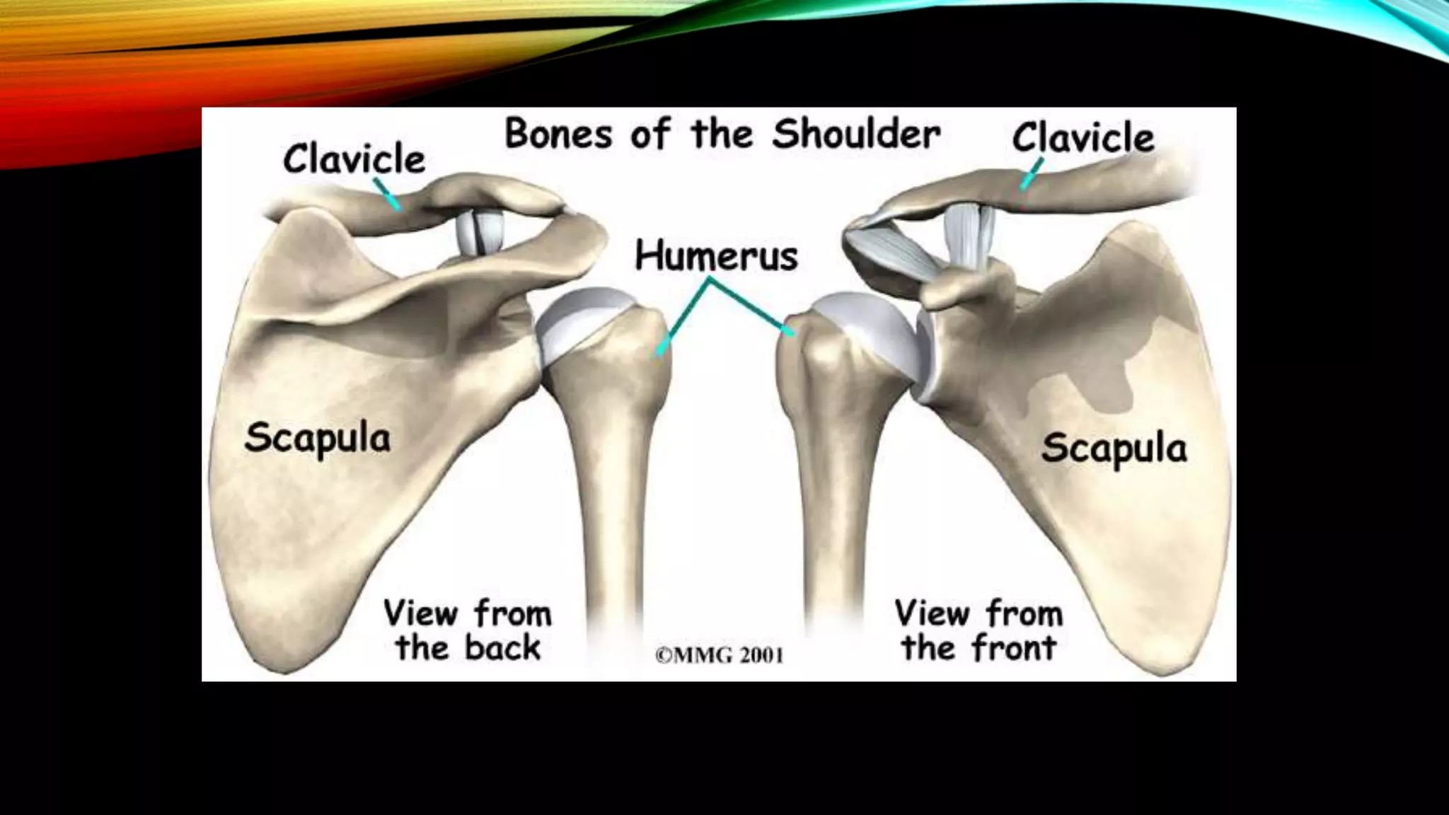 Normal X ray of long bones.pptx