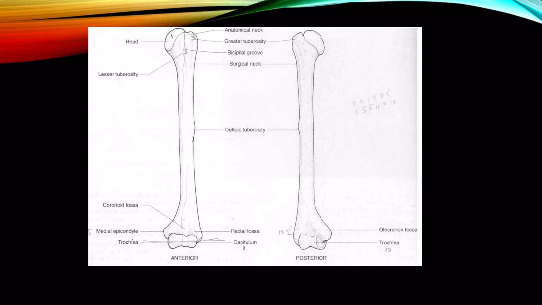 Normal X ray of long bones.pptx
