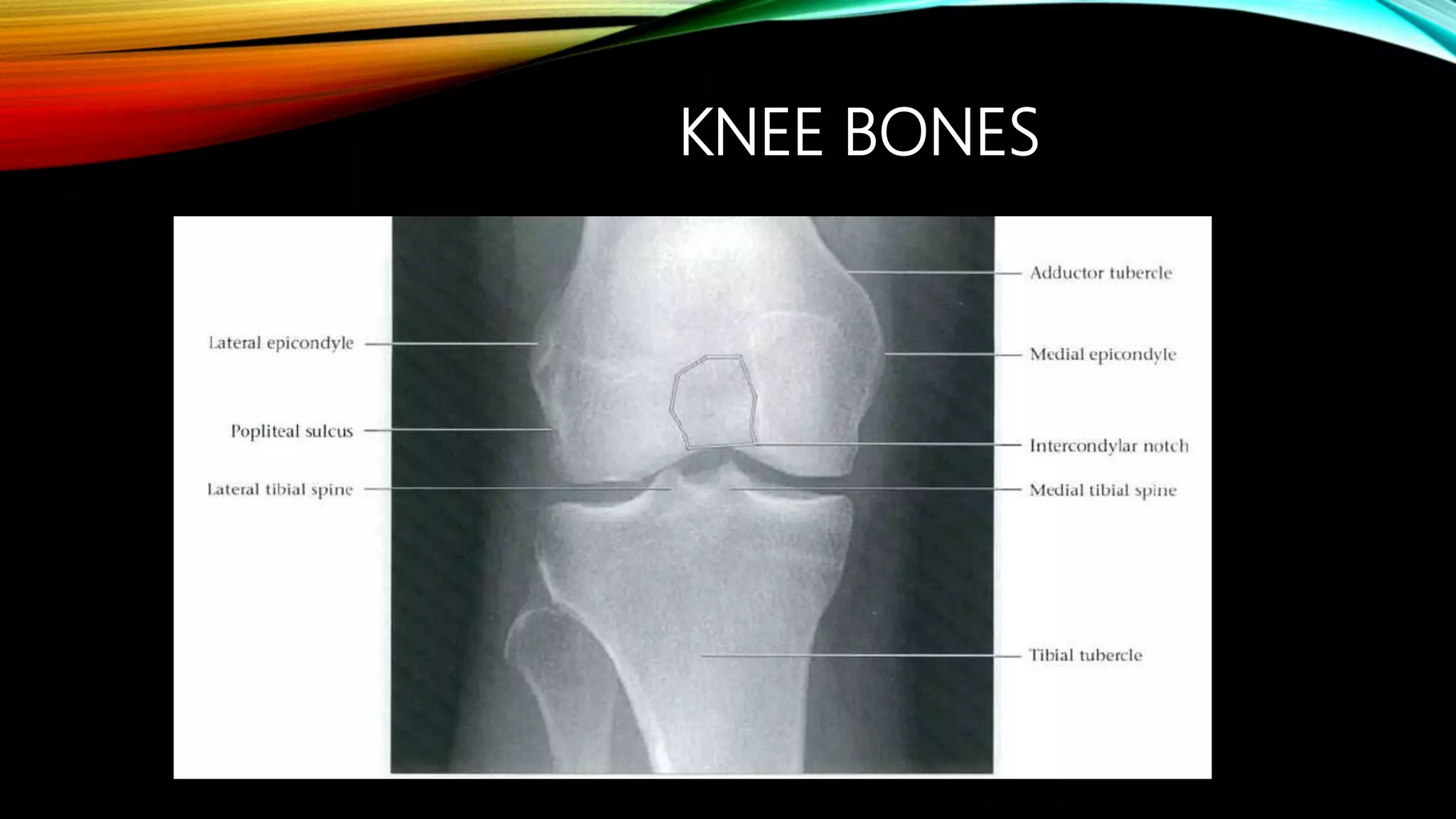 Normal X ray of long bones.pptx