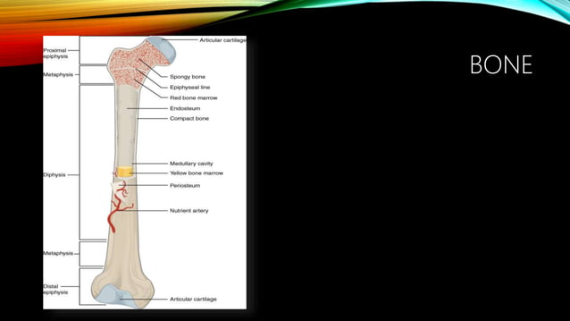 Normal X ray of long bones.pptx