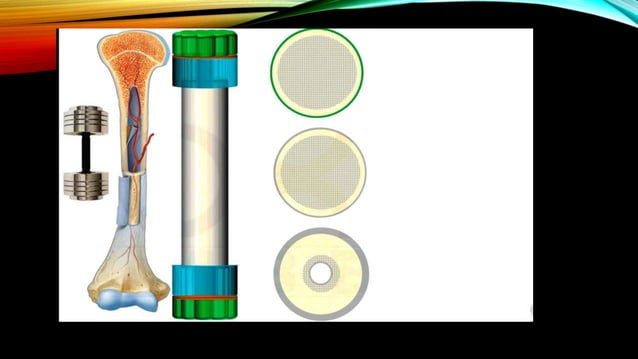 Normal X ray of long bones.pptx