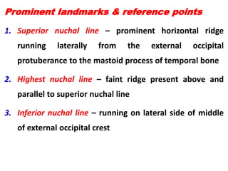 Norma occipitalis in head and neck- osteology | PDF