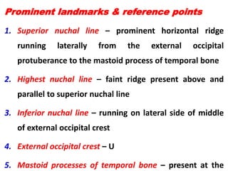 Norma occipitalis in head and neck- osteology | PDF