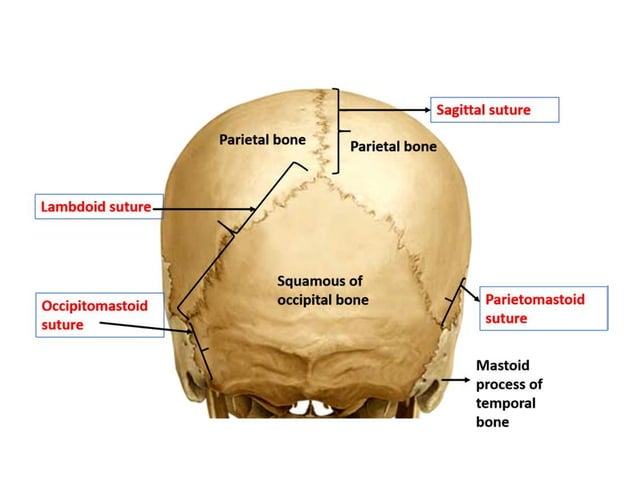 Norma occipitalis in head and neck- osteology | PDF