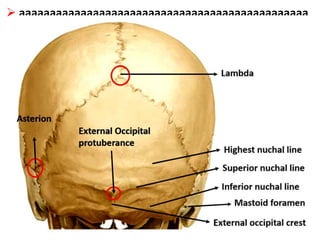 Norma occipitalis in head and neck- osteology | PDF