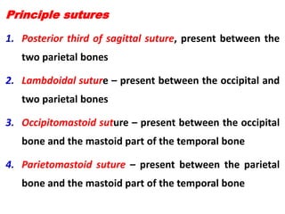 Norma occipitalis in head and neck- osteology | PDF