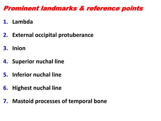 Norma occipitalis in head and neck- osteology | PDF