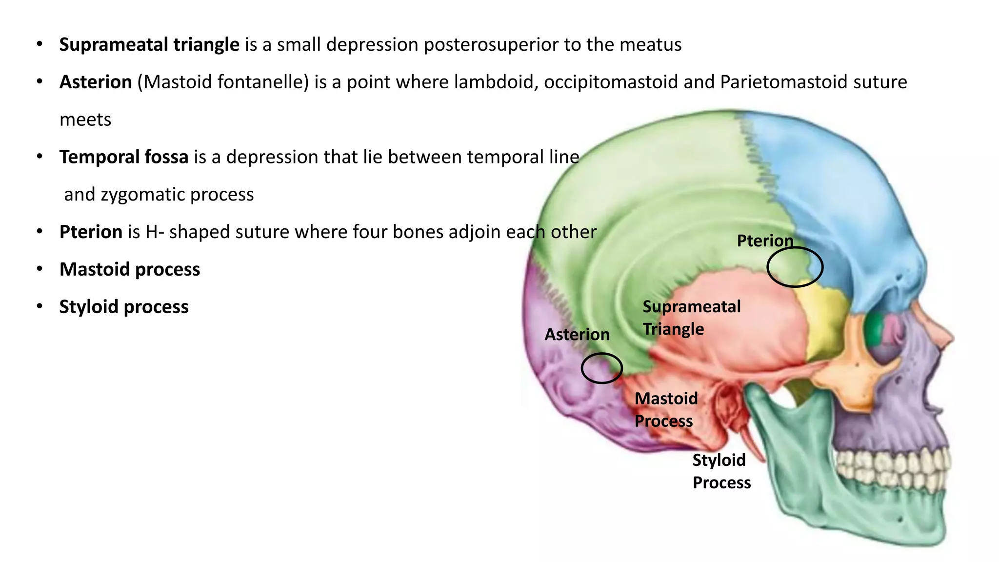 Normas of skull | PPTX