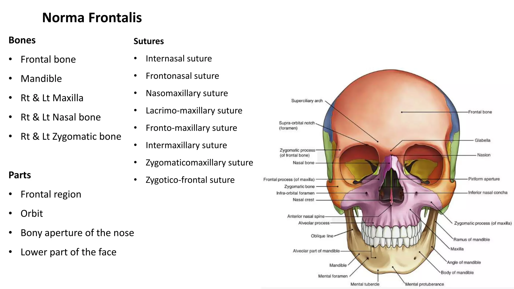 Normas of skull | PPTX