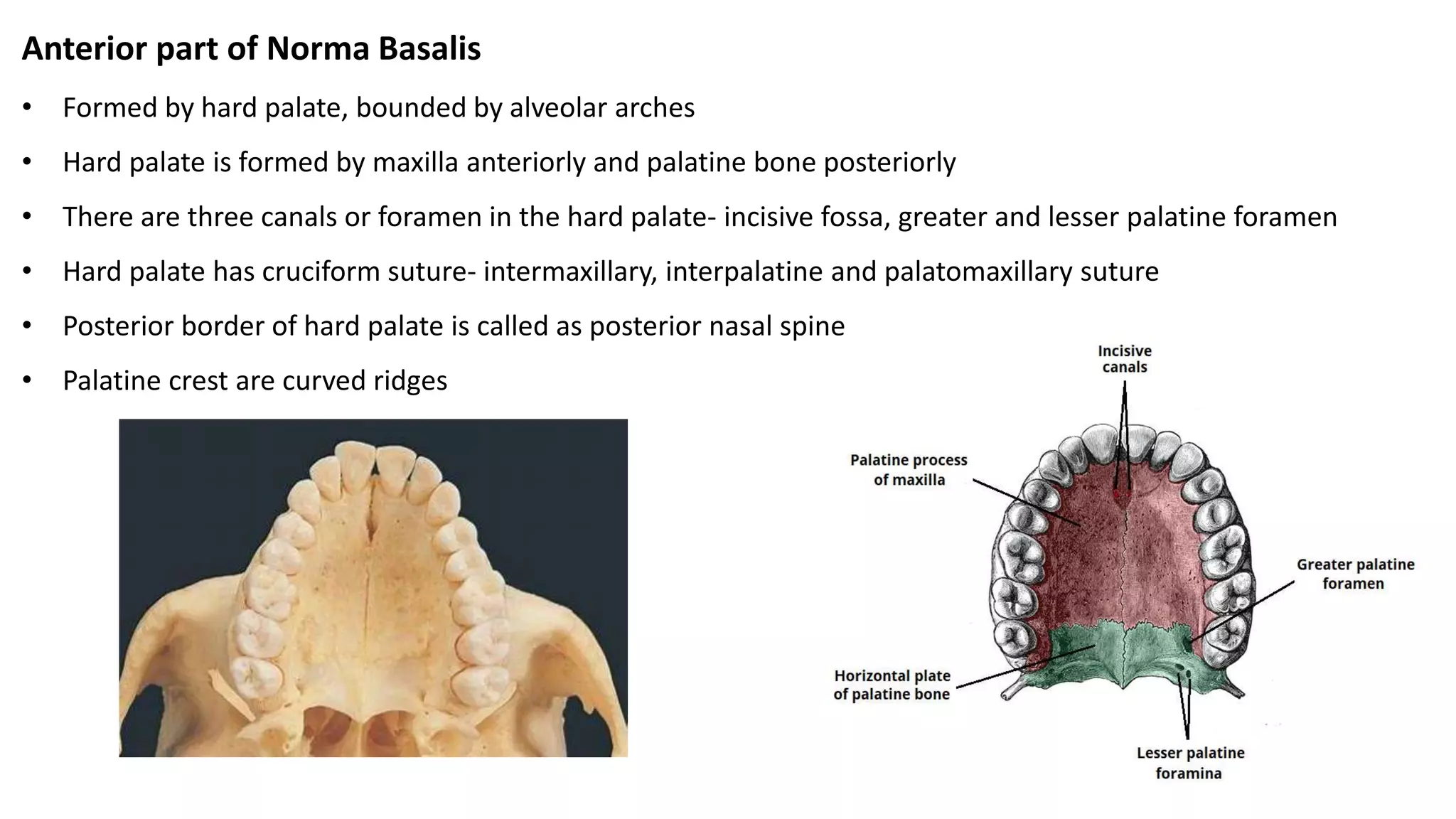 Normas of skull | PPTX