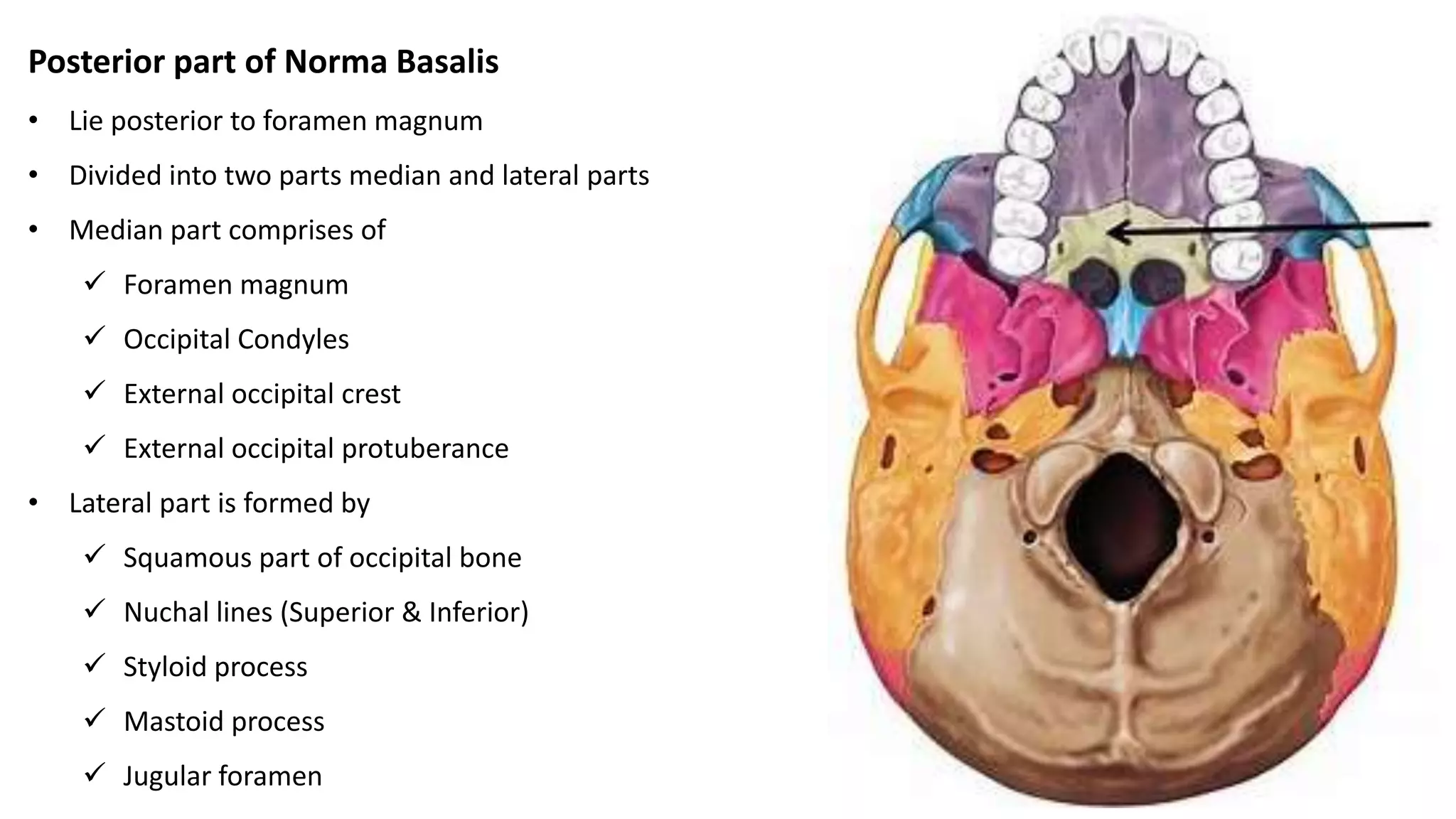 Normas of skull | PPTX