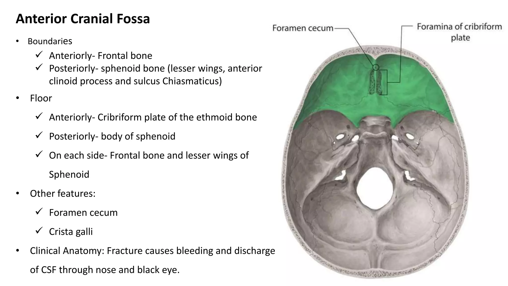 Normas of skull | PPTX