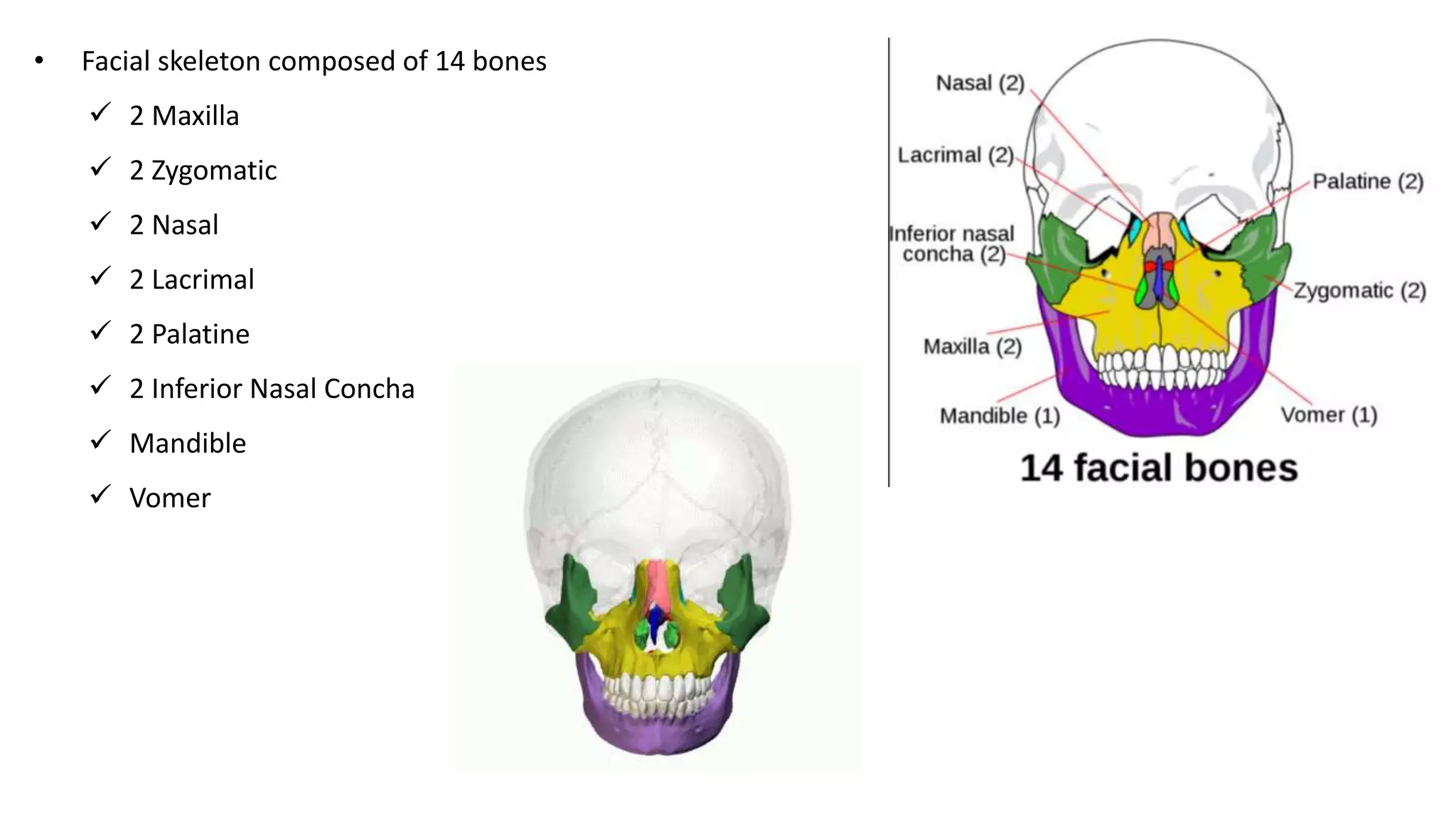 Normas of skull | PPTX