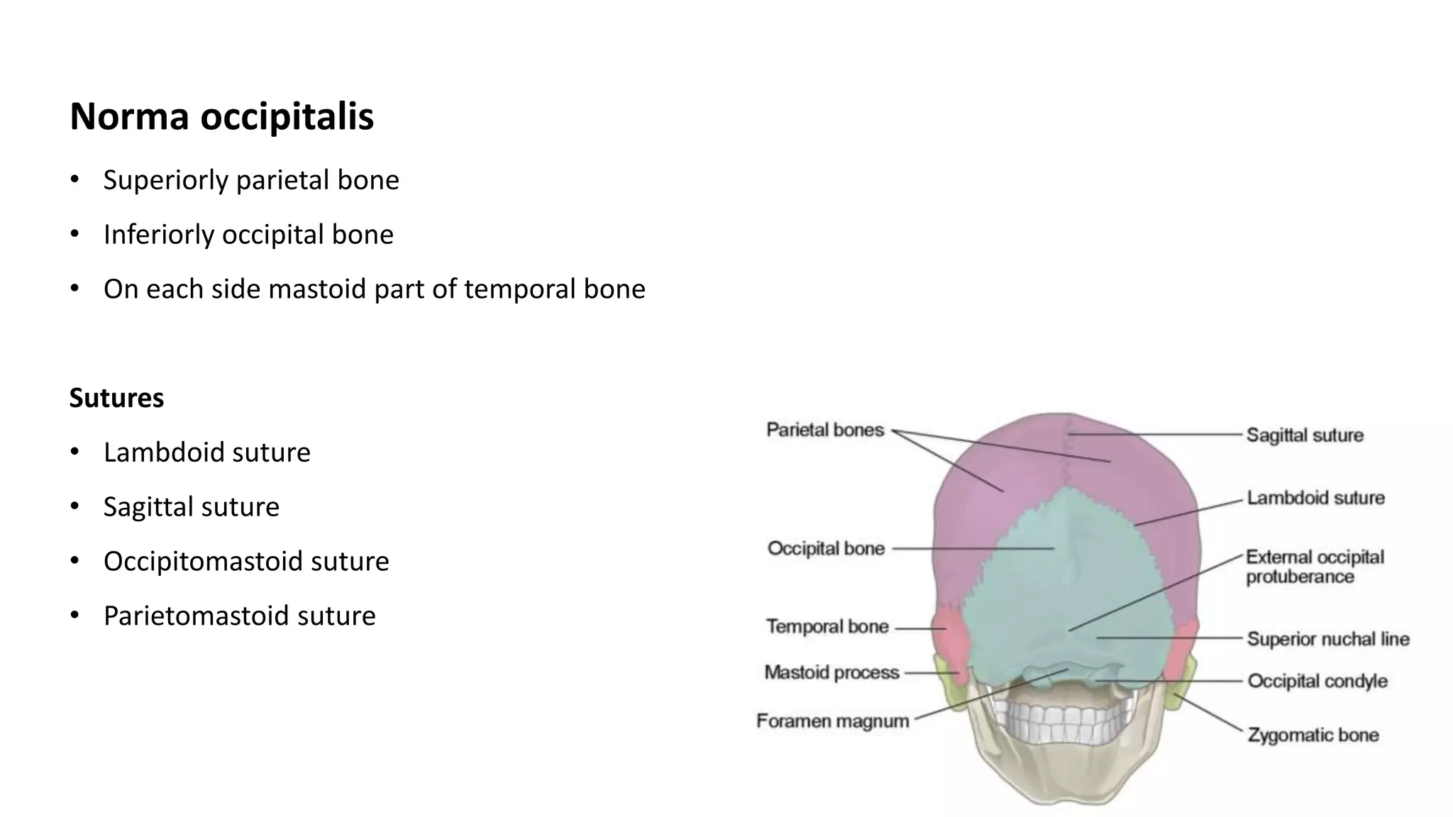 Normas of skull | PPTX