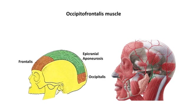 Normas of skull | PPTX