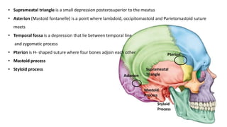 Normas of skull | PPTX