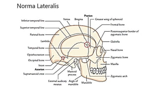 Normas of skull | PPTX
