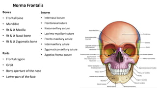 Normas of skull | PPTX