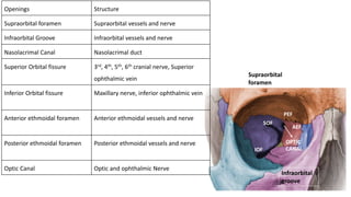 Normas of skull | PPTX