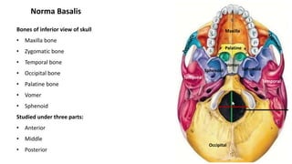 Normas of skull | PPTX