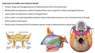 Normas of skull | PPTX